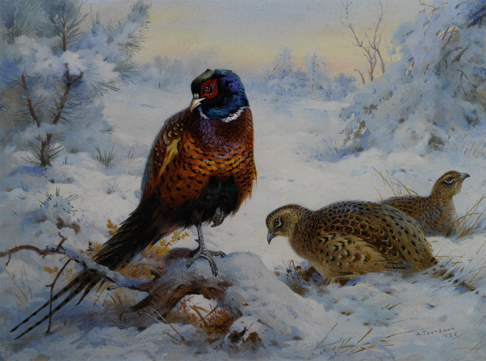 Cock and Hen Pheasant in Winter - Archibald Thorburn作品,无水印高清图 - 麦田艺术
