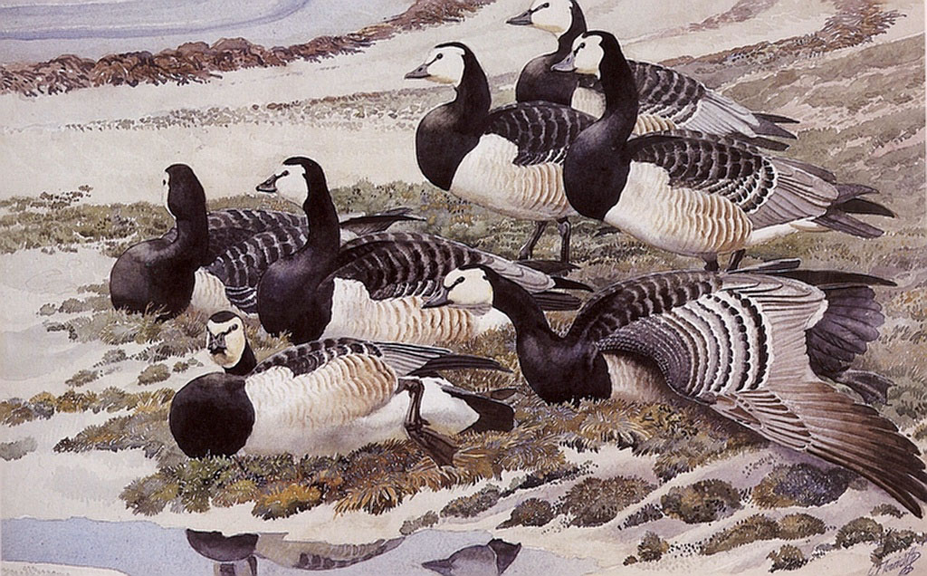 Barnacle Geese - Charles Tunnicliffe作品,无水印高清图 - 麦田艺术