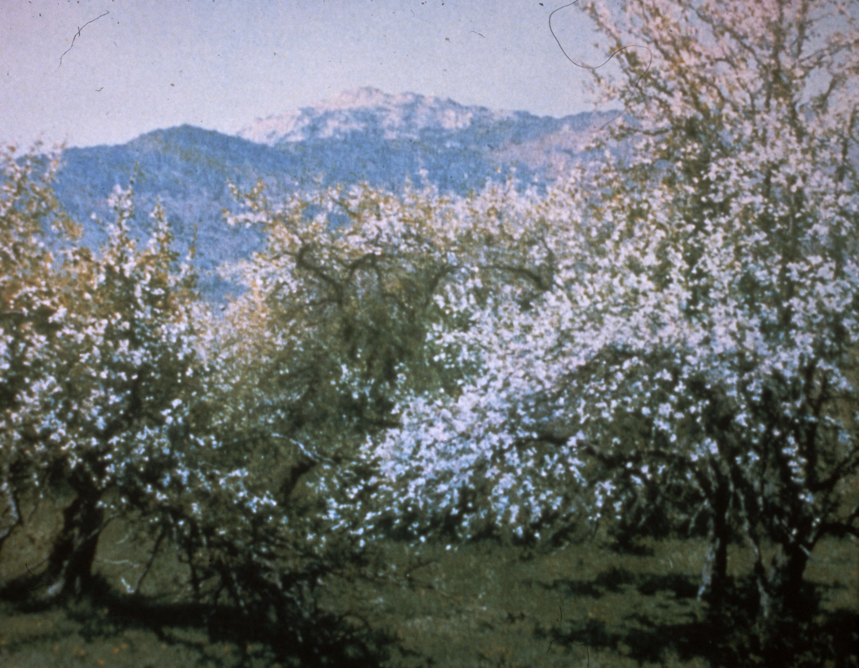 Abandoned Orchard - Richard Whitney 作品高清大图 - 麦田艺术